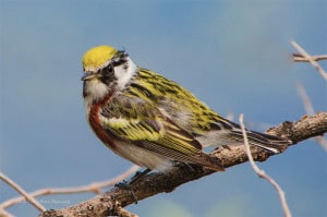 How & Where to Photograph Songbirds