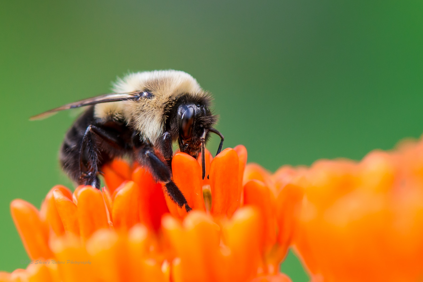4 Easy Tips to Photograph Bees