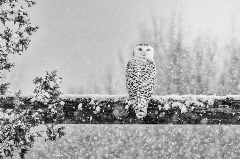 Winter Landscape Photography: Tips, Ideas, and Examples