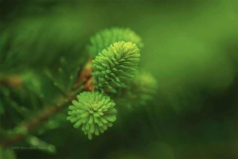 Photographing Macro Moments: 5 Tips