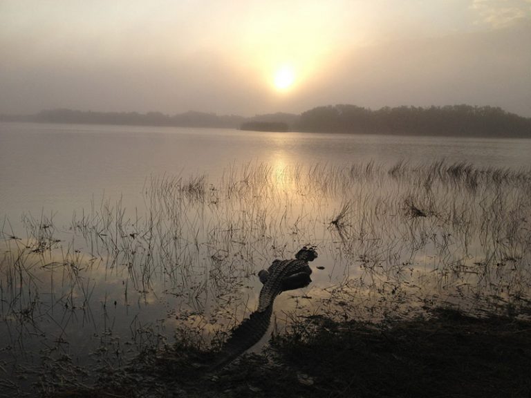 10 of the Best Places in the U.S. to Photograph Swamps