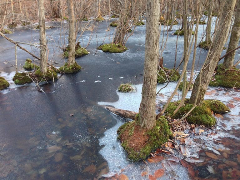10 of the Best Places in the U.S. to Photograph Swamps