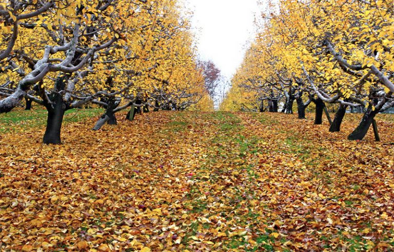 How to Photograph Orchards