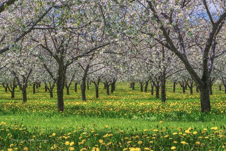 How to Photograph Orchards