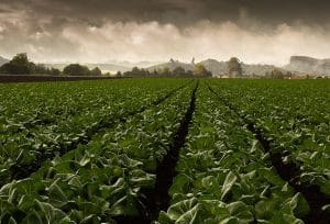 7 Tips for Focusing on Fine Details in Your Landscape Photography