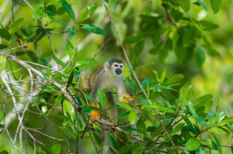 Beautiful Nature and Wildlife Photos from Ecuador