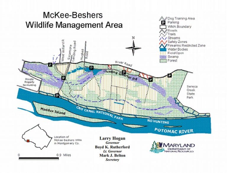 Photographing Sunflowers (and More) at McKee-Beshers Wildlife ...