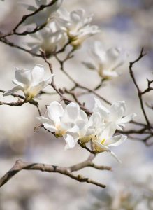 Spring Photography: Ideas, Tips, and Example Photographs