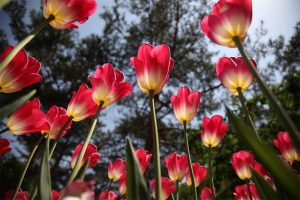 Spring Photography: Ideas, Tips, and Example Photographs