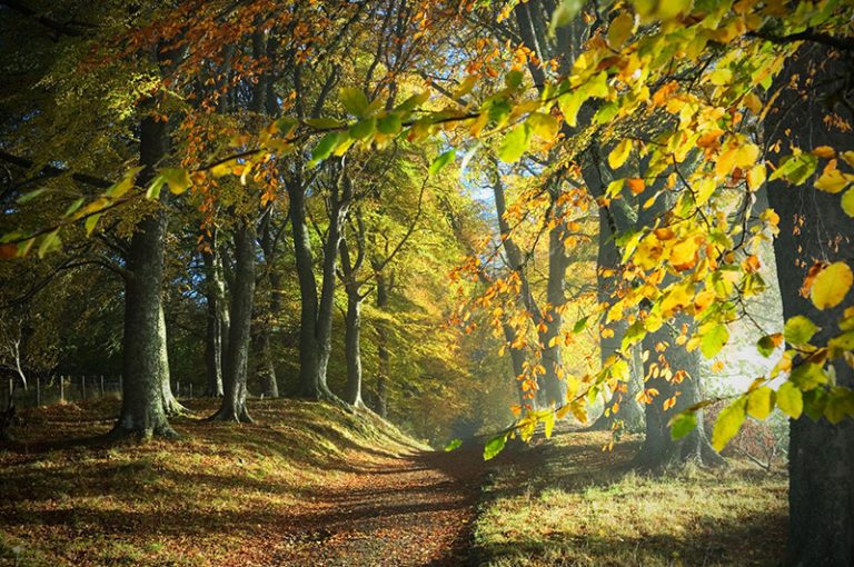 The 10 Best Tips for Woodland Landscapes Photography